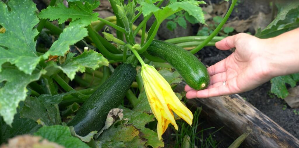 15 moestuingroenten voor beginners | Heel makkelijk! | De Moezerij
